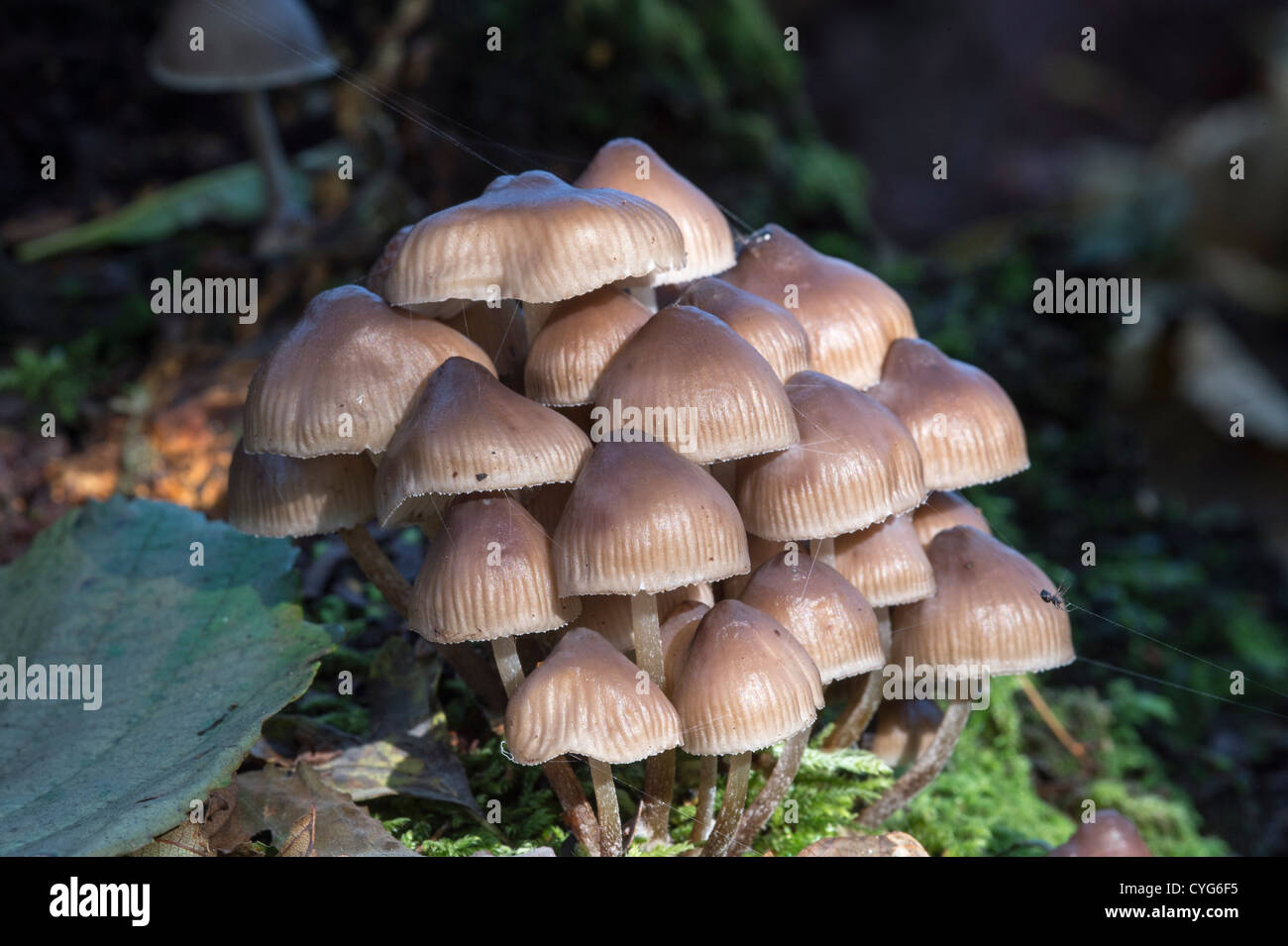 Clustered Bonnet (Mycena inclinata) fungi Stock Photo - Alamy