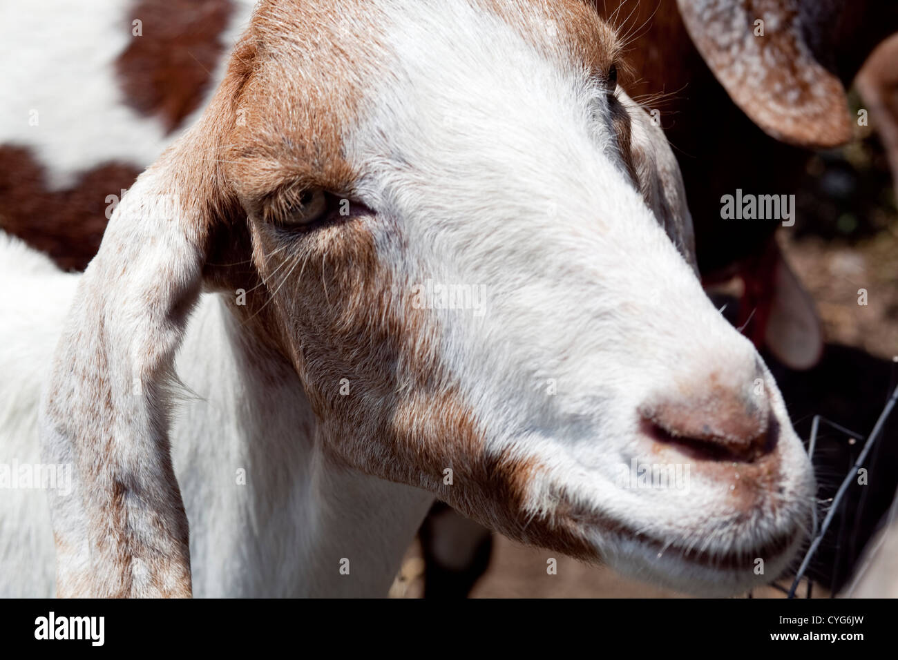 Portrait of a female baby goat at the Queens Farm Stock Photo - Alamy