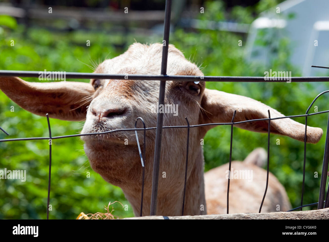 Portrait of a female baby goat at the Queens Farm Stock Photo - Alamy