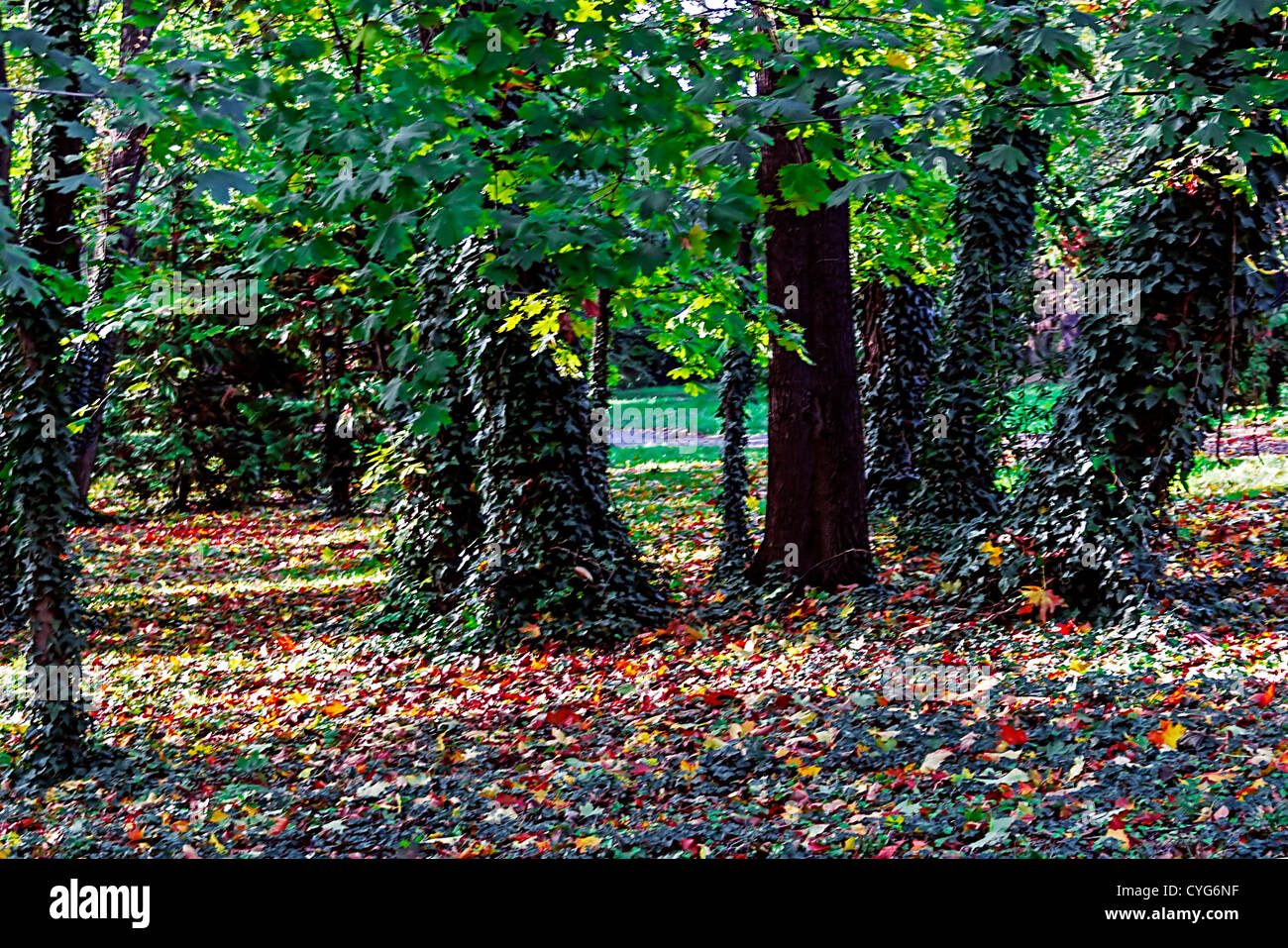 Beginning of autumn in a park in Timisoara, Romania Stock Photo - Alamy