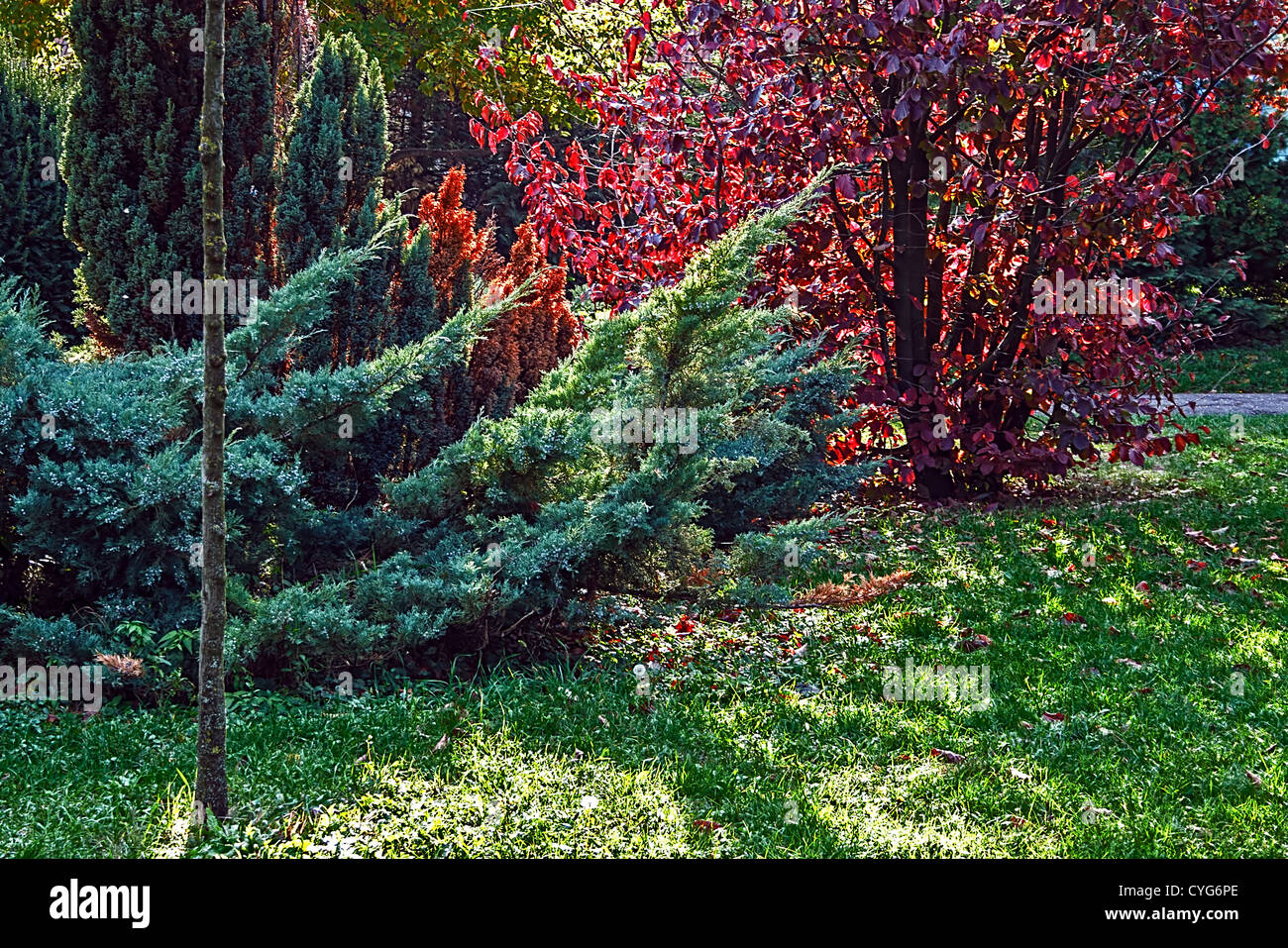 Beginning of autumn in a park in Timisoara, Romania Stock Photo - Alamy