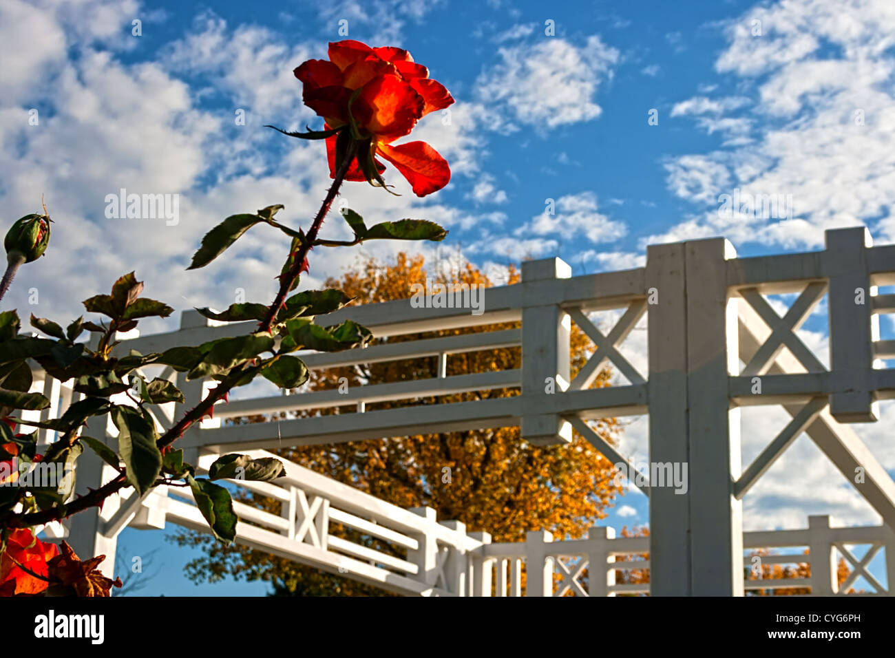 Red rose on a background of the sky in a parc in Timisoara, Romania ...