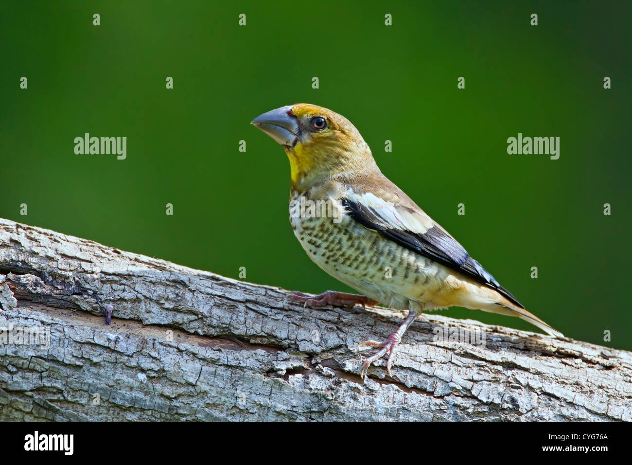 hawfinch (Coccothraustes coccothraustes) young bird standing on log ...
