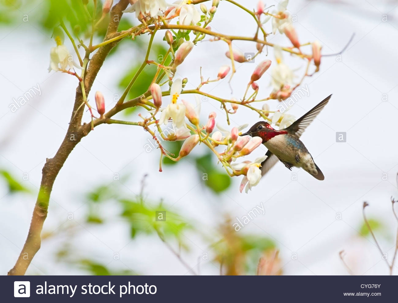 Cuban Bee Hummingbird Stock Photos & Cuban Bee Hummingbird Stock Images ...