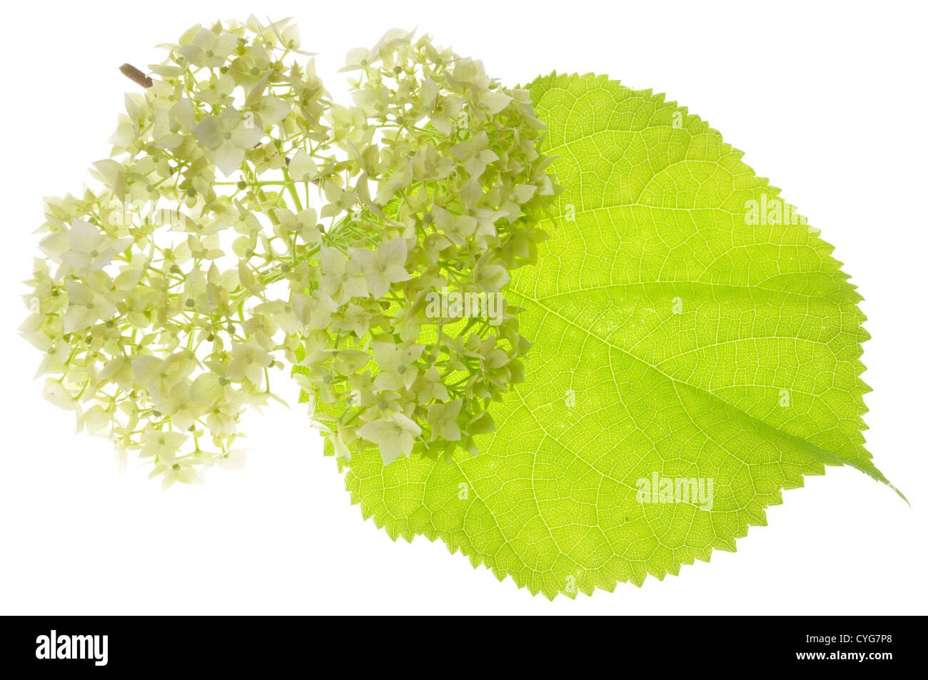 Hydrangea flower and leaf isolated on white Stock Photo - Alamy