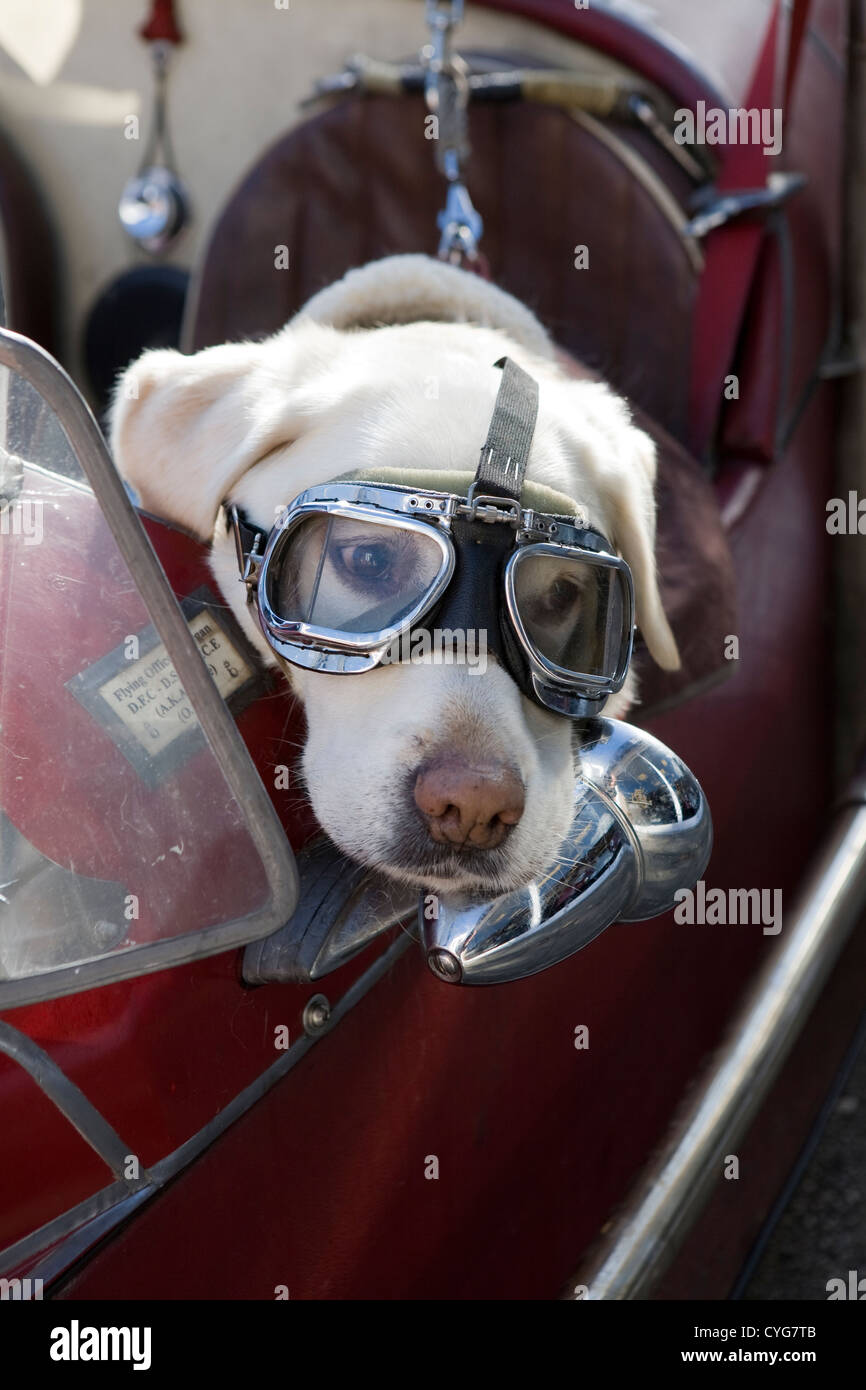 Are Labradors Protective