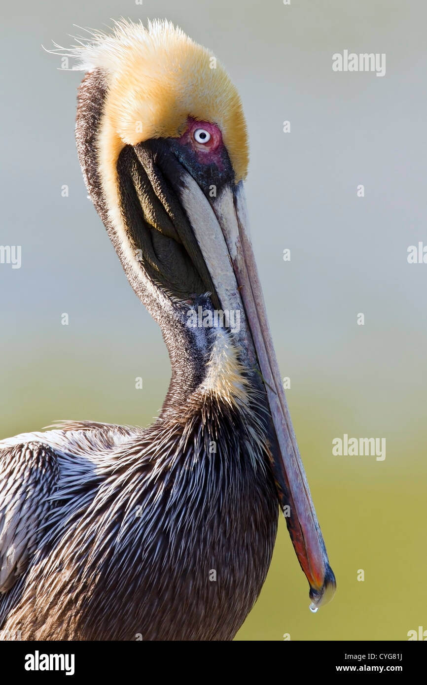 brown pelican (Pelecanus occidentalis) adult showing head and neck ...