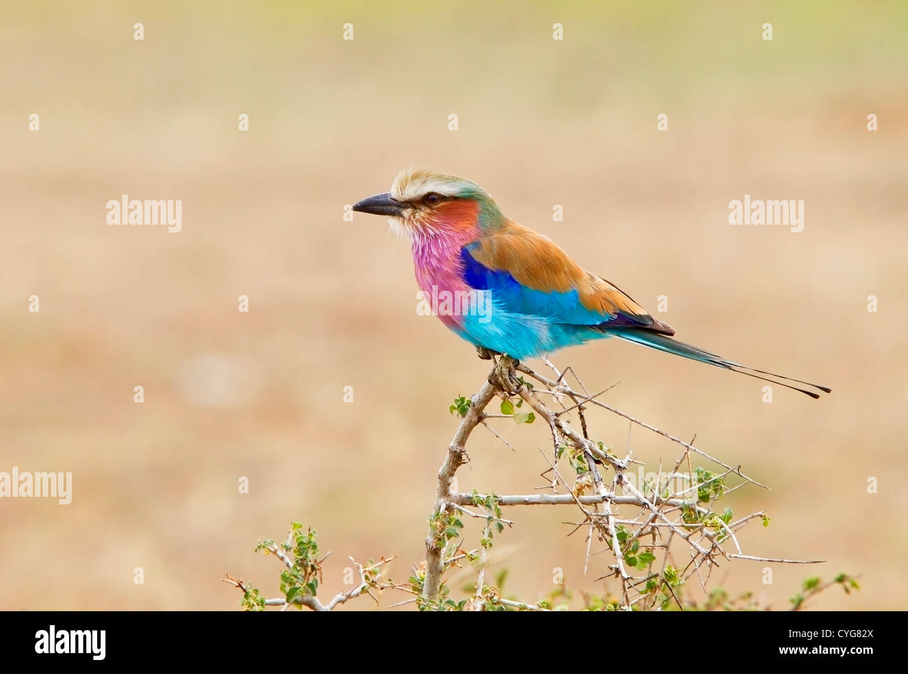 Lilac breasted roller hi-res stock photography and images - Alamy
