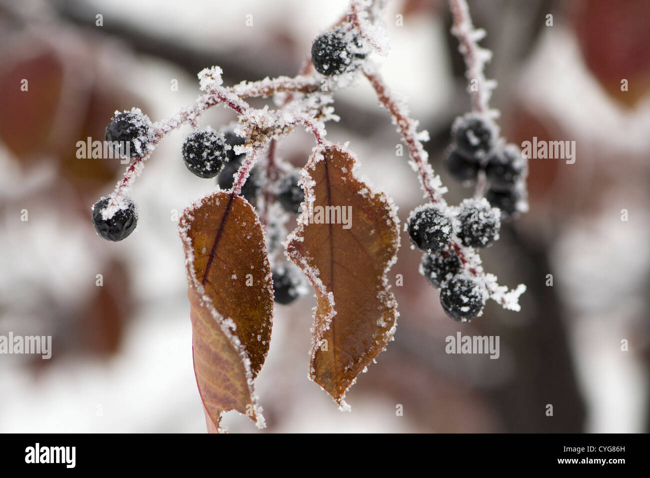 First frost of the year Stock Photo - Alamy