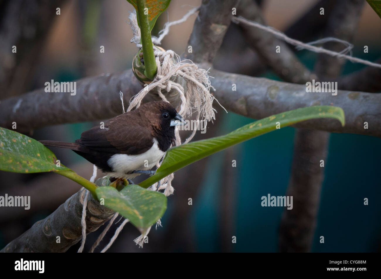 Javan Munia (Lonchura leucogastroides Stock Photo - Alamy