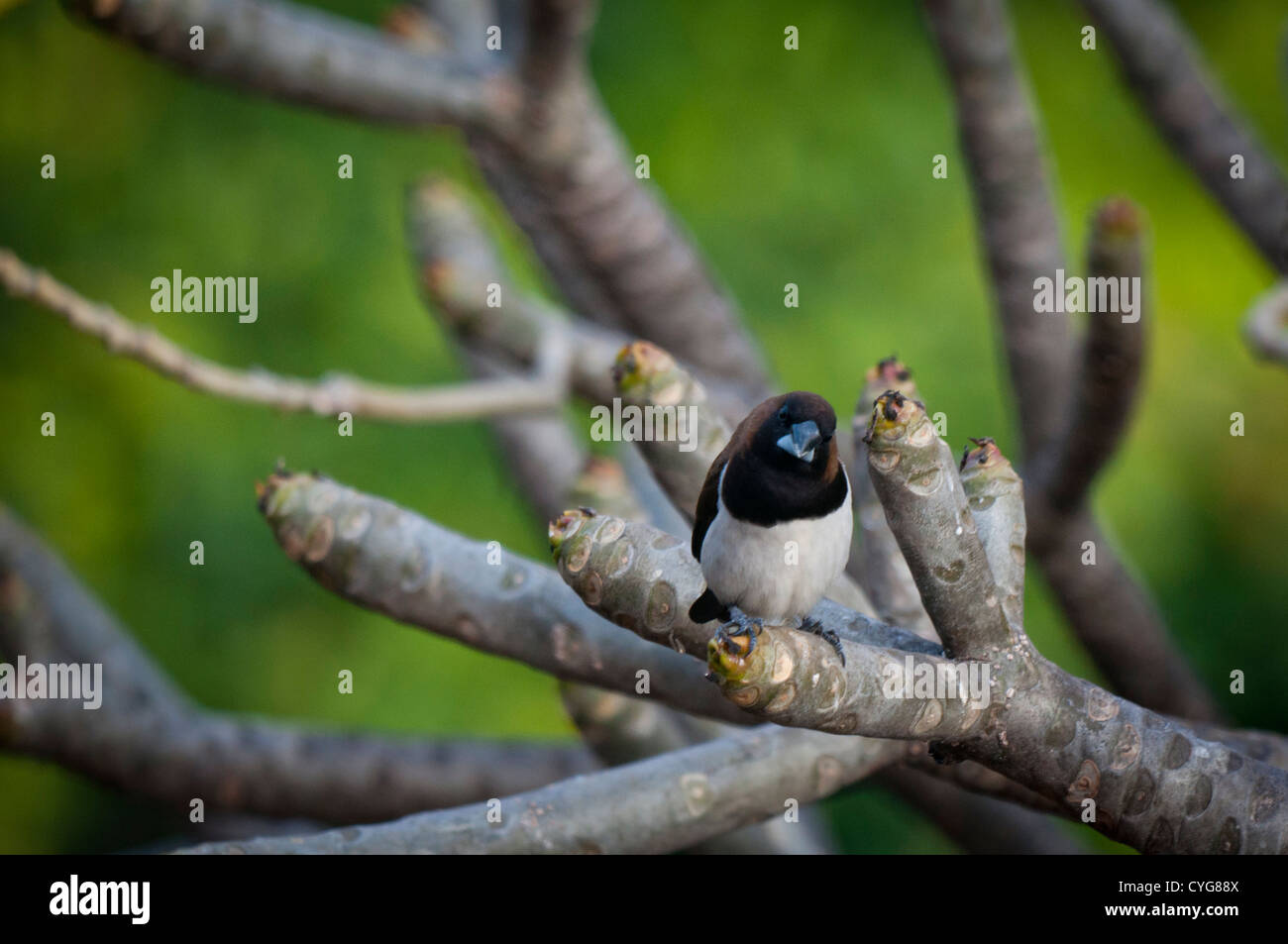 Javan Munia (Lonchura leucogastroides Stock Photo - Alamy