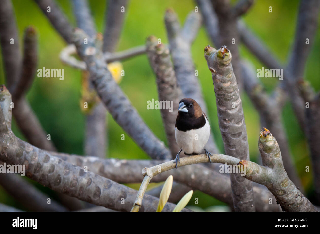 Javan Munia (Lonchura leucogastroides Stock Photo - Alamy