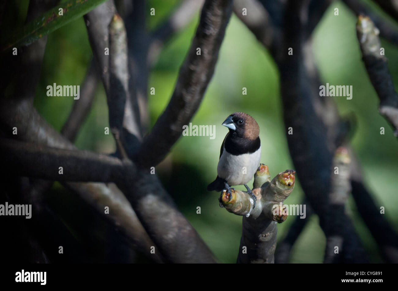 Javan Munia (Lonchura leucogastroides Stock Photo - Alamy