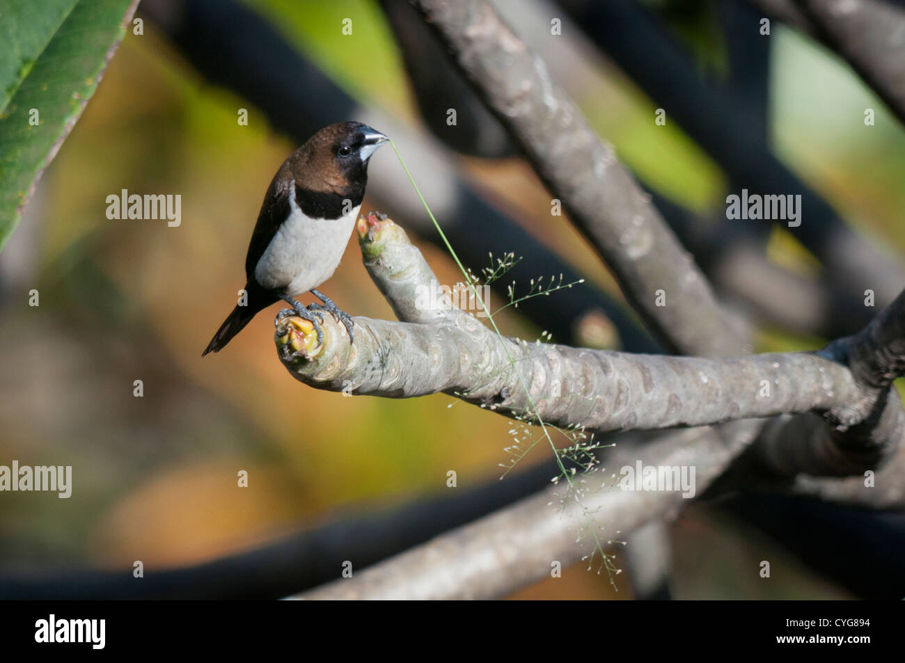 Javan Munia (Lonchura leucogastroides Stock Photo - Alamy