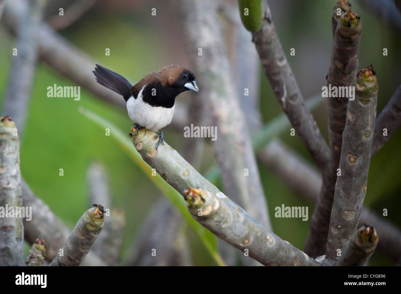 Javan Munia (Lonchura leucogastroides Stock Photo - Alamy