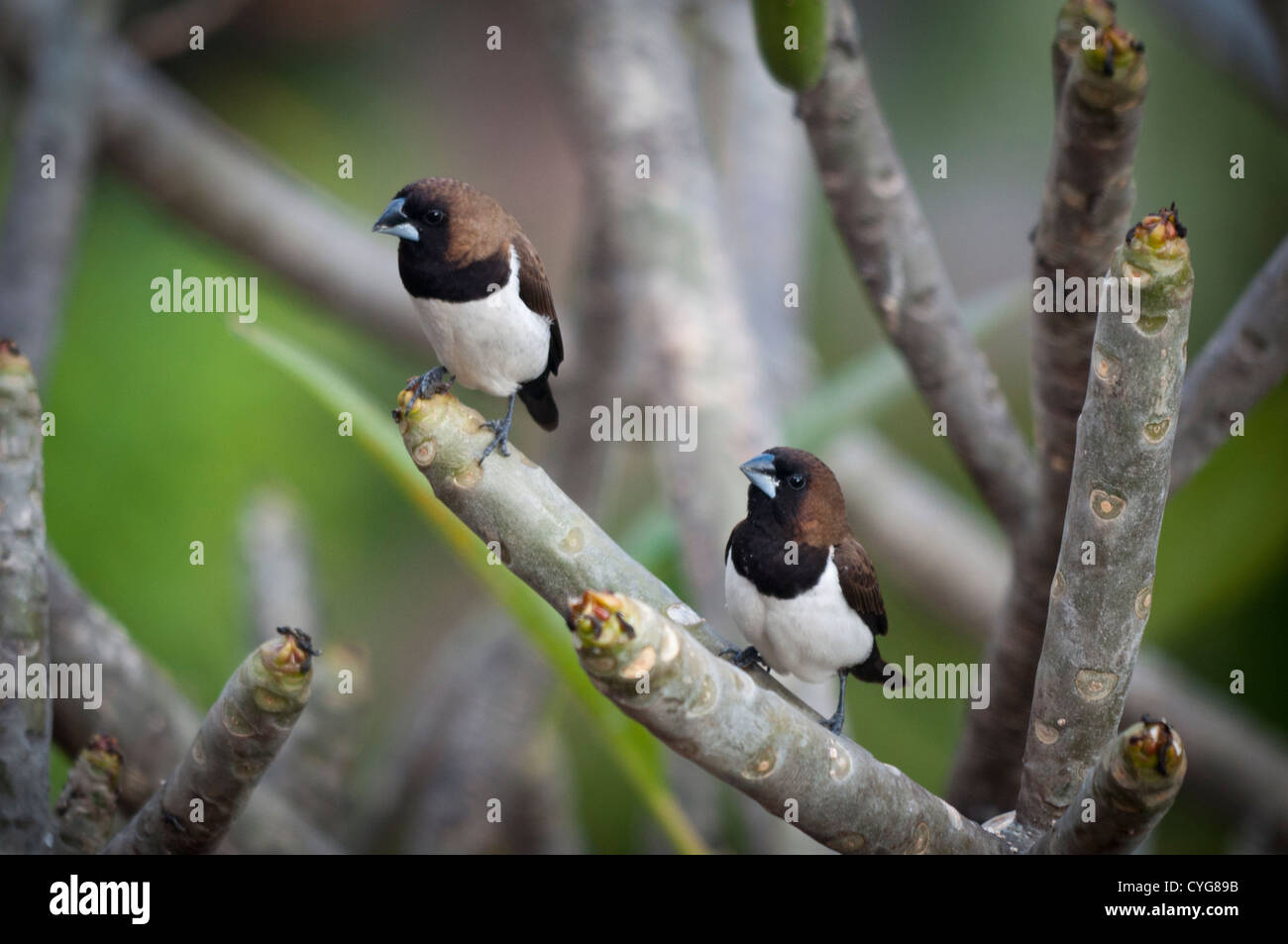 Javan Munia (Lonchura leucogastroides Stock Photo - Alamy