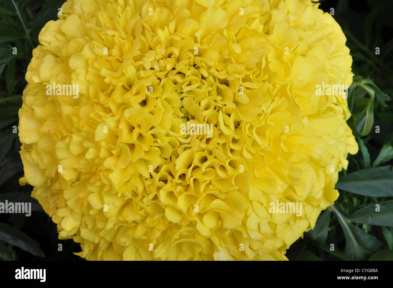 Yellow full flower Stock Photo - Alamy