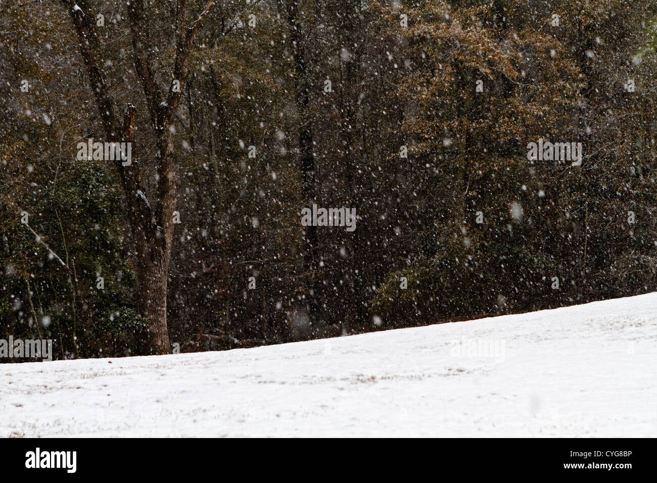 A heavy snow shower in December at the edge of a forest clearing in the ...