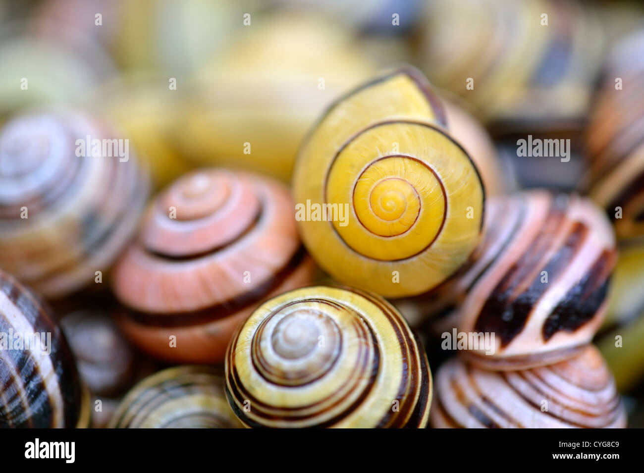 Cepaea nemoralis shells hi-res stock photography and images - Alamy