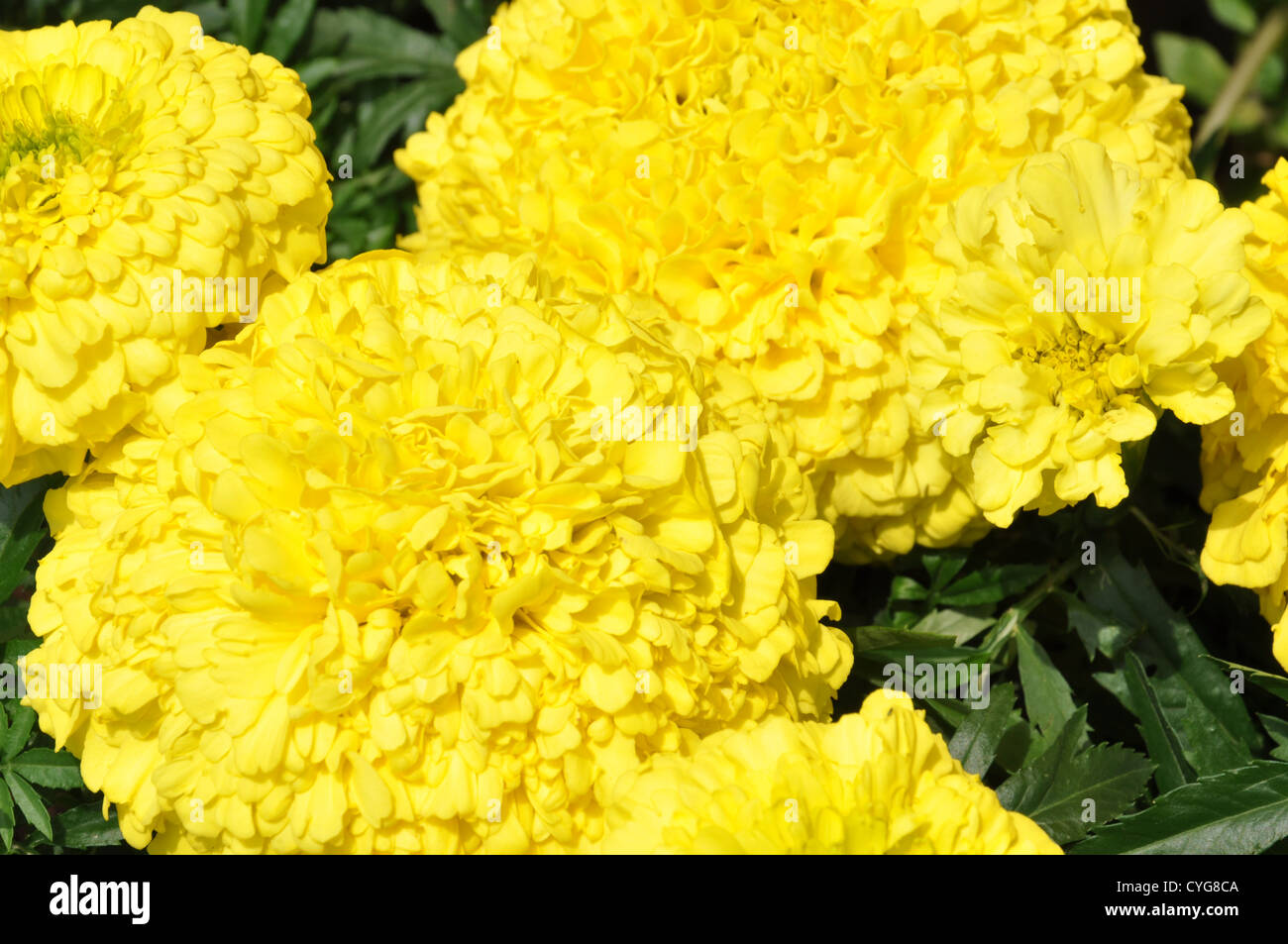 Yellow flowers sun in the garden Stock Photo - Alamy