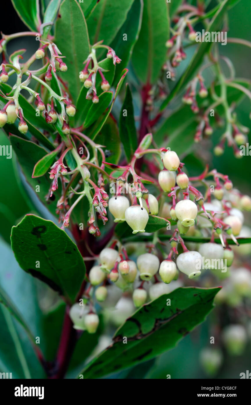 arbutus unedo quercifolia strawberry tree white flowers flower ...