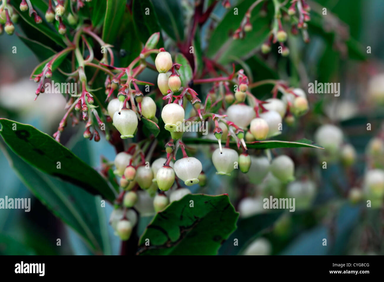arbutus unedo quercifolia strawberry tree white flowers flower ...