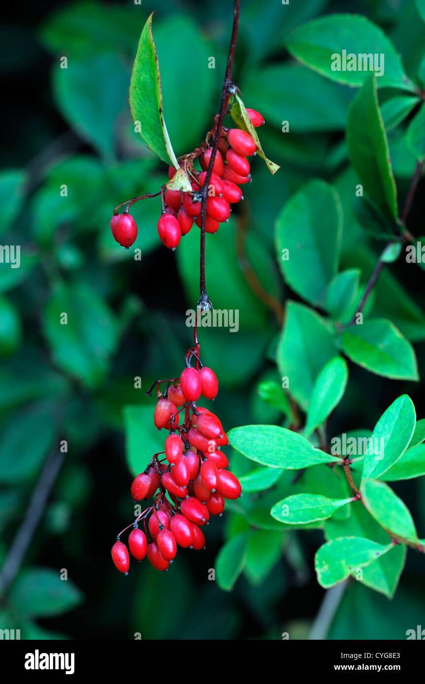 berberis francisci-ferdinand red berry berries fruits barberry closeup ...