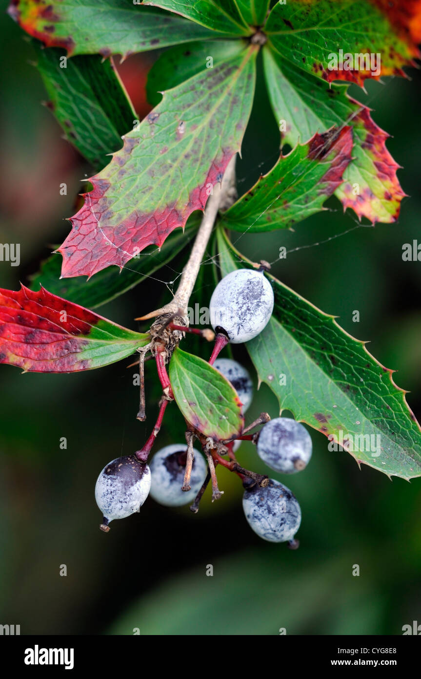 Berberis glaucocarpa black dark berry hi-res stock photography and ...