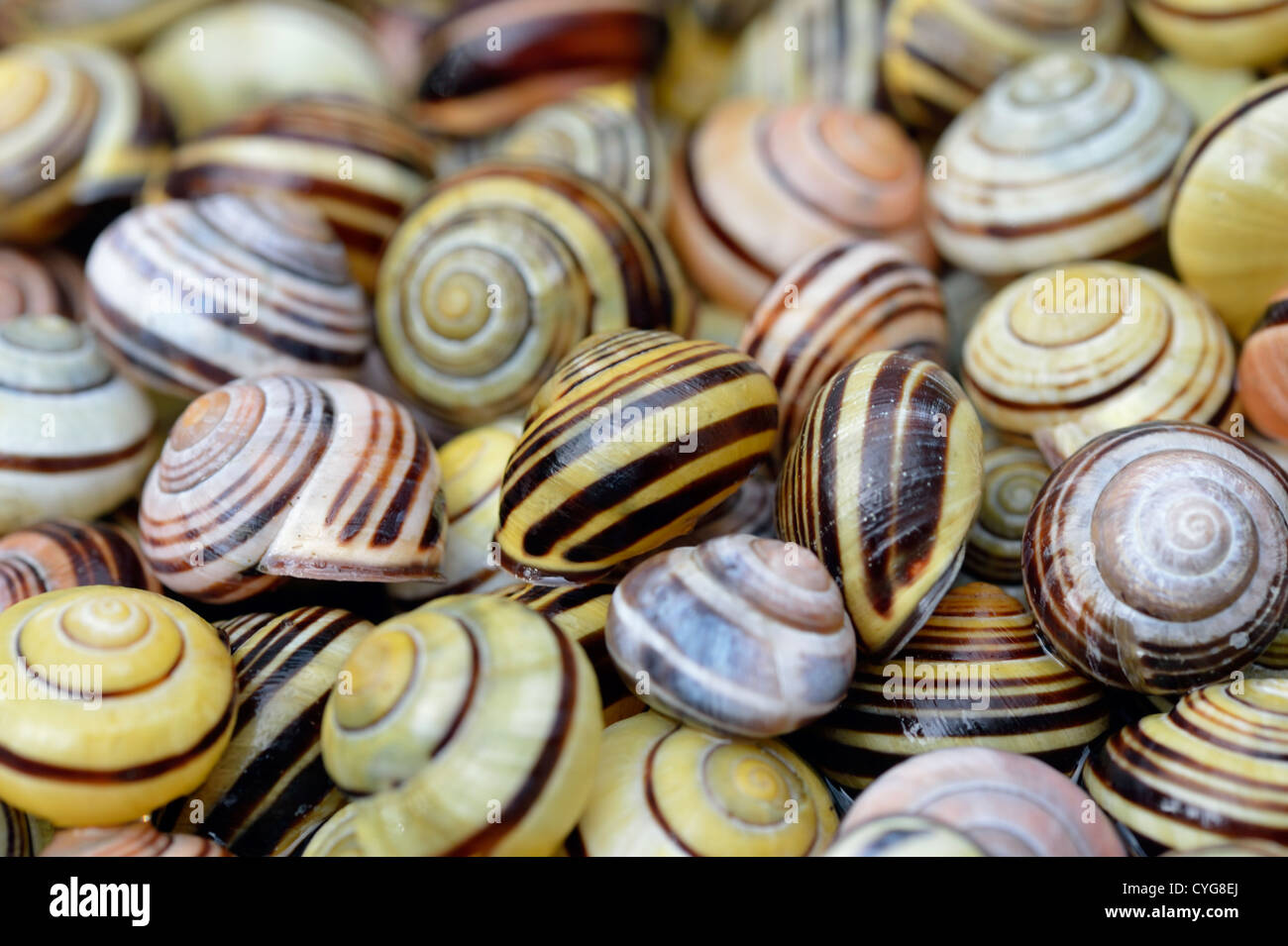 Snails uk hi-res stock photography and images - Alamy