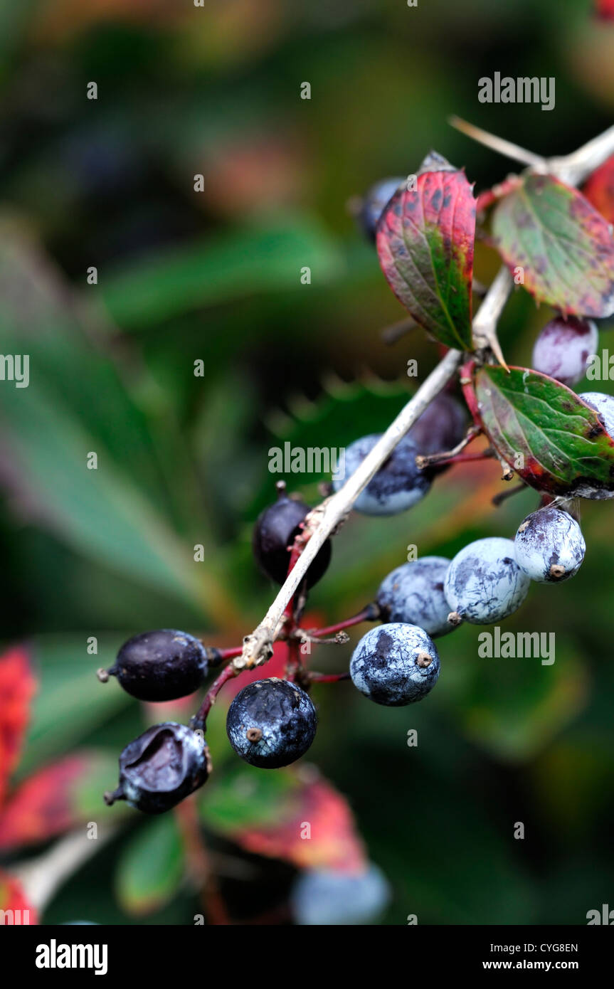 Black barberry hi-res stock photography and images - Alamy
