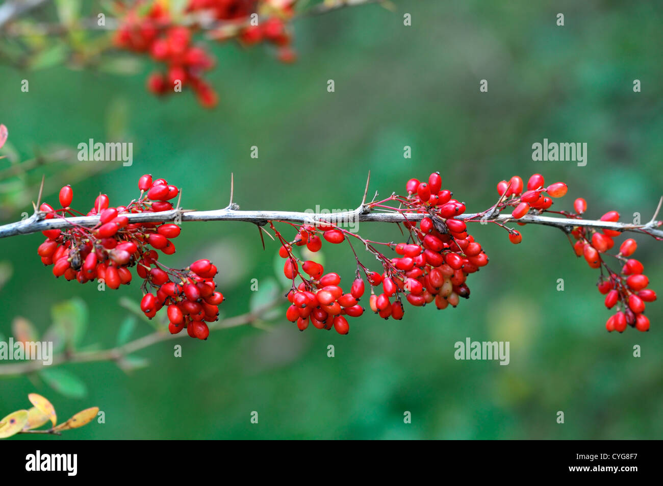 berberis koreana var auramea scarlet red berry berries fruit barberry ...