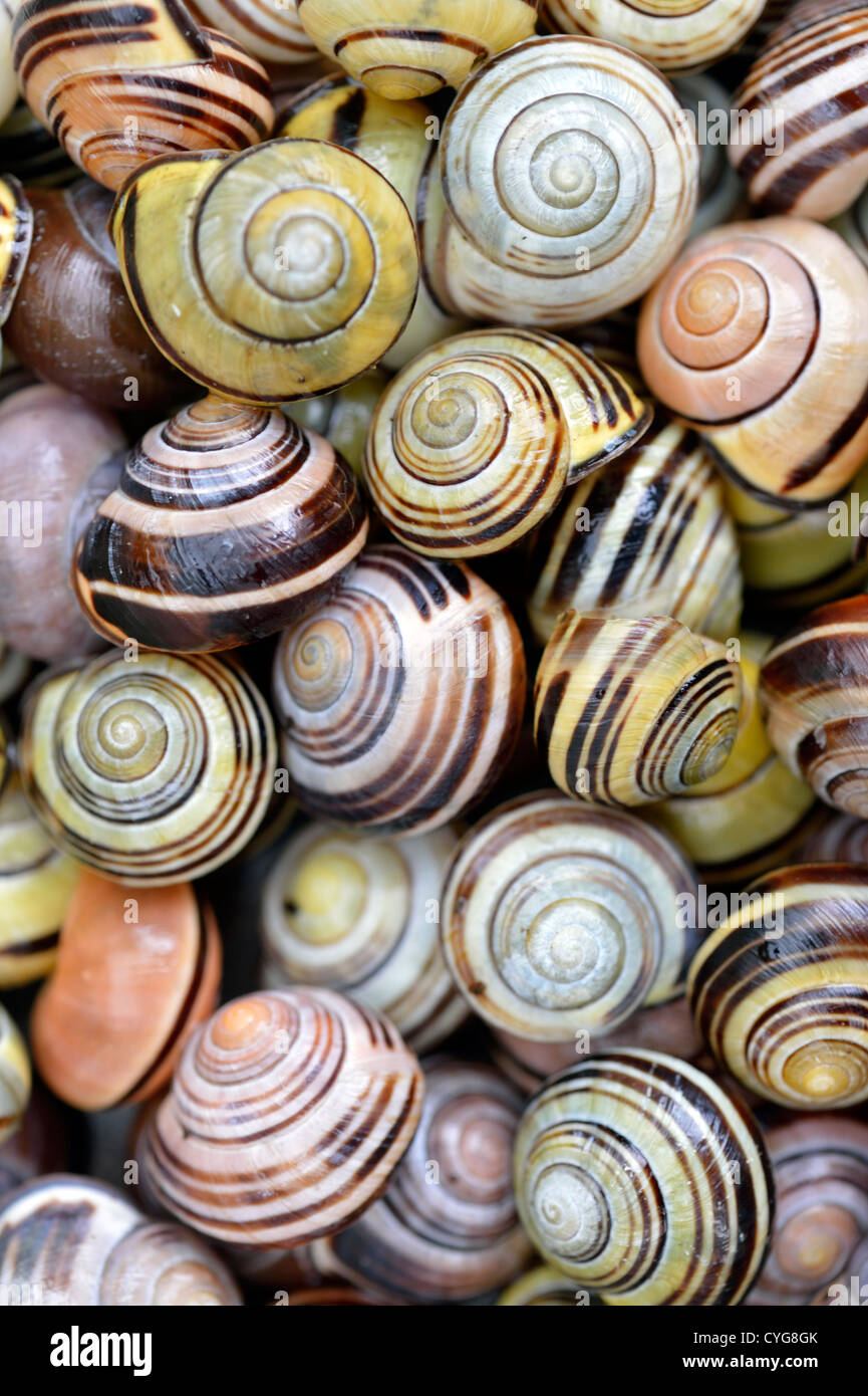 Brown-lipped / banded snails (Cepaea nemoralis Stock Photo - Alamy