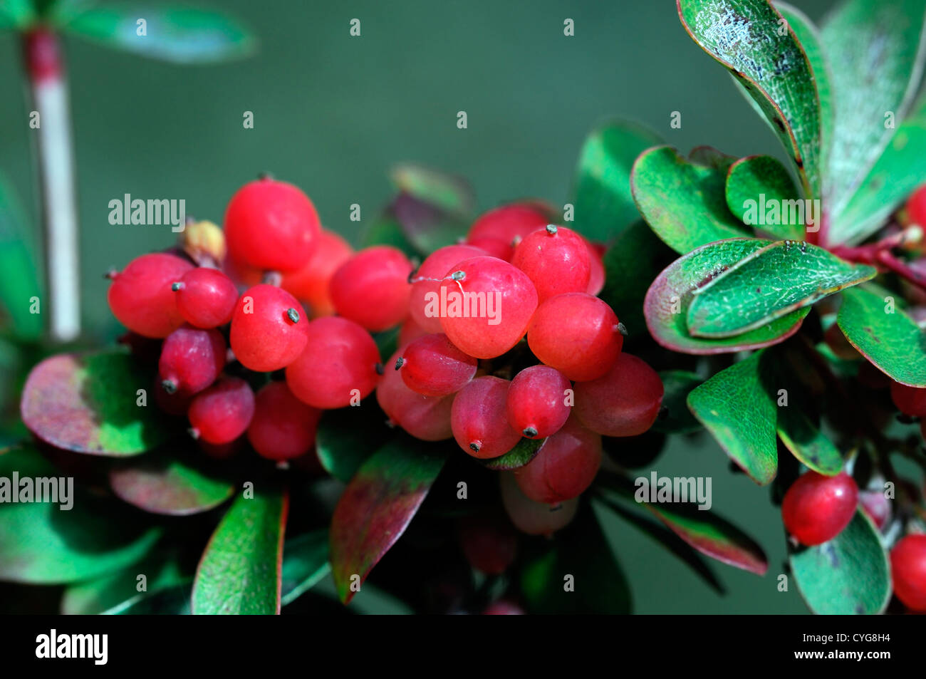 berberis x stenophylla corralina compacta agm red berry berries fruits ...