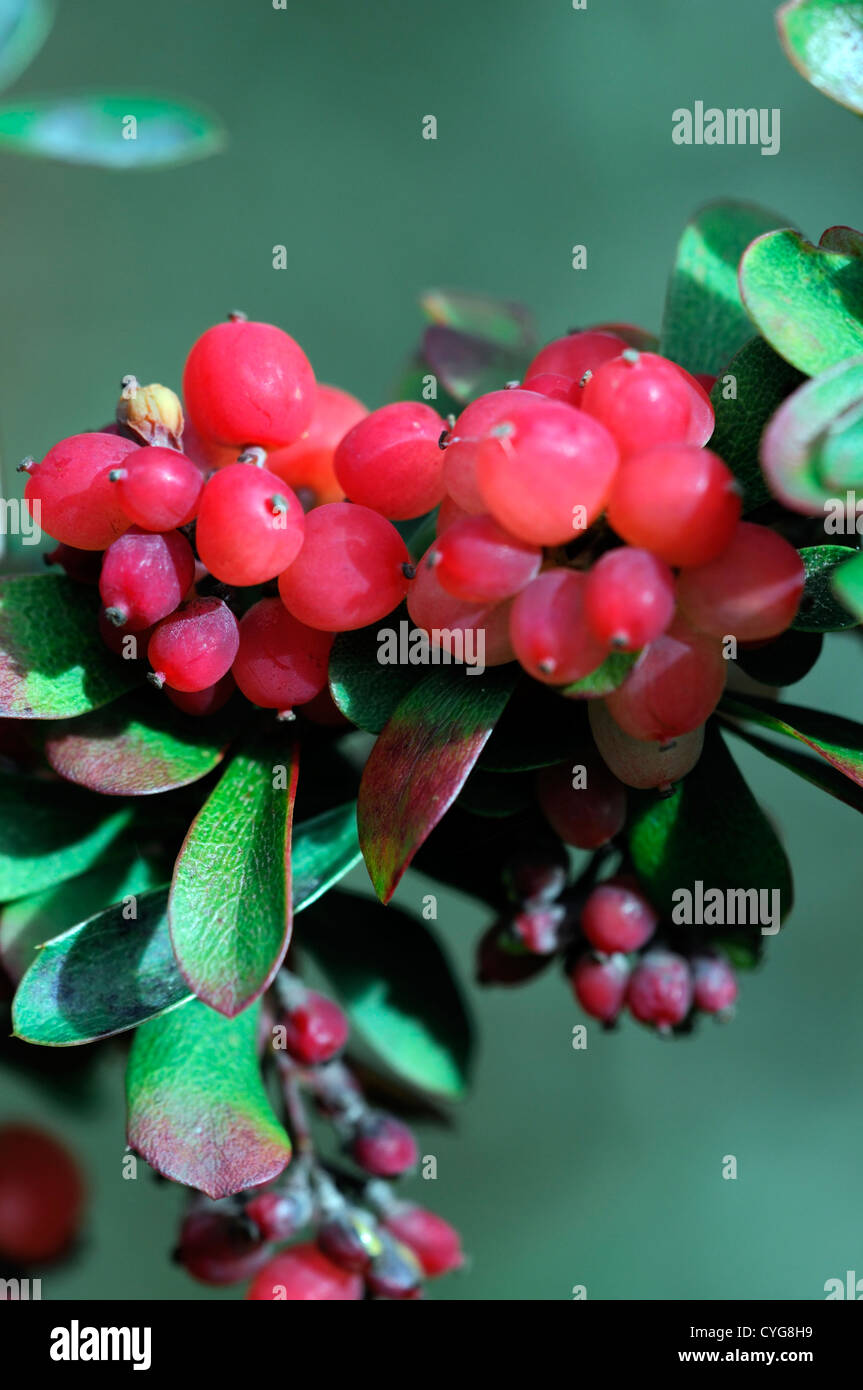 berberis x stenophylla corralina compacta agm red berry berries fruits ...