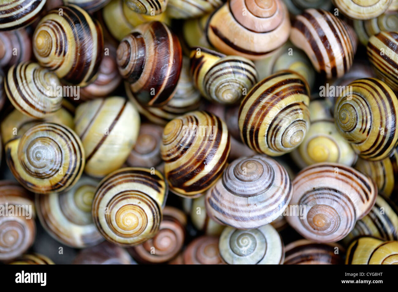 Banded snail polymorphism hi-res stock photography and images - Alamy