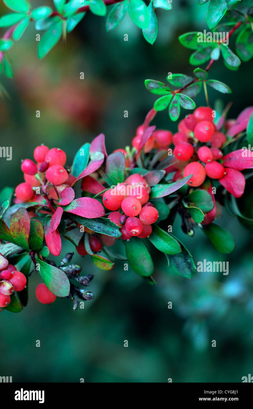 Barberry berberis x stenophylla hi-res stock photography and images - Alamy