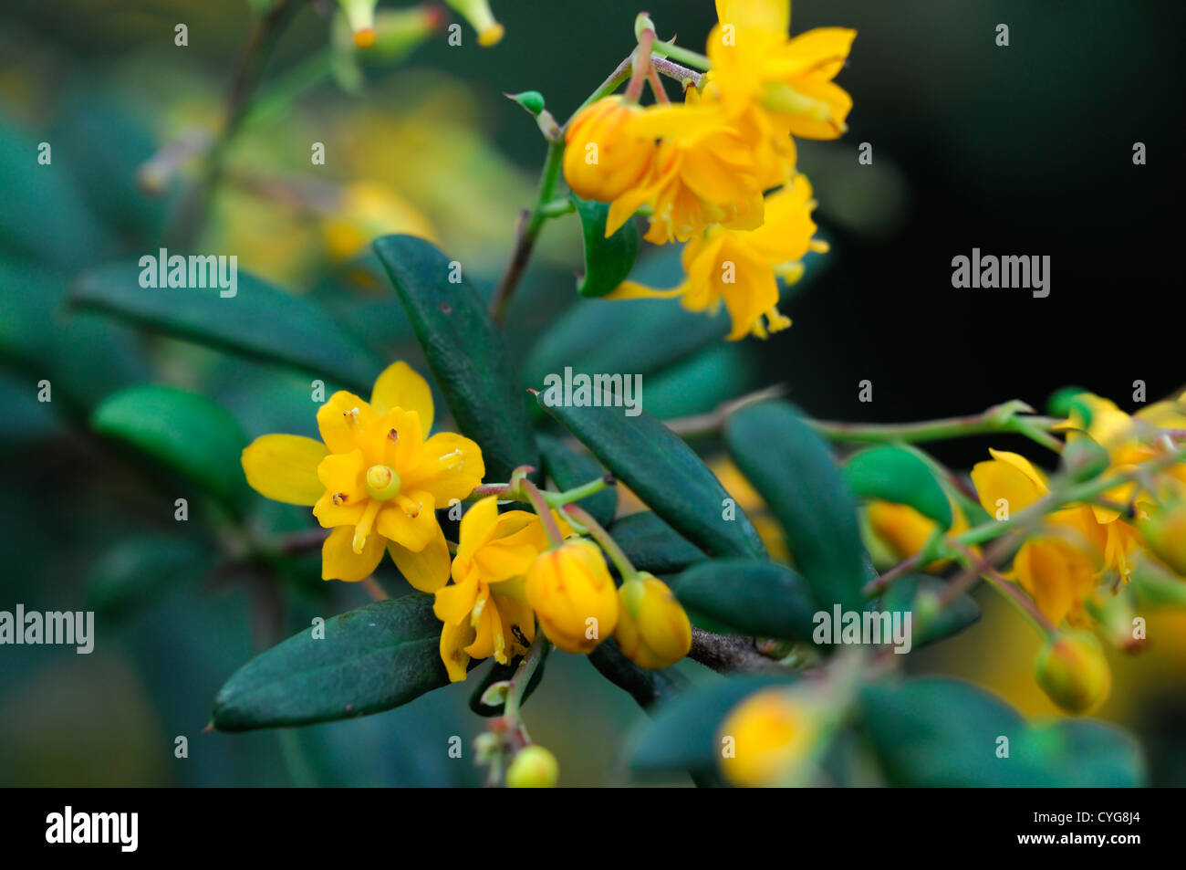 berberis x stenophylla latifolia yellow flowers flowering blooms ...