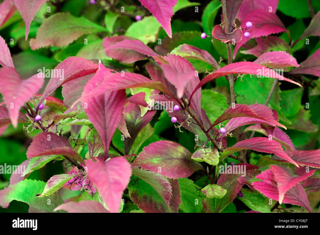 Callicarpa japonica hi-res stock photography and images - Alamy