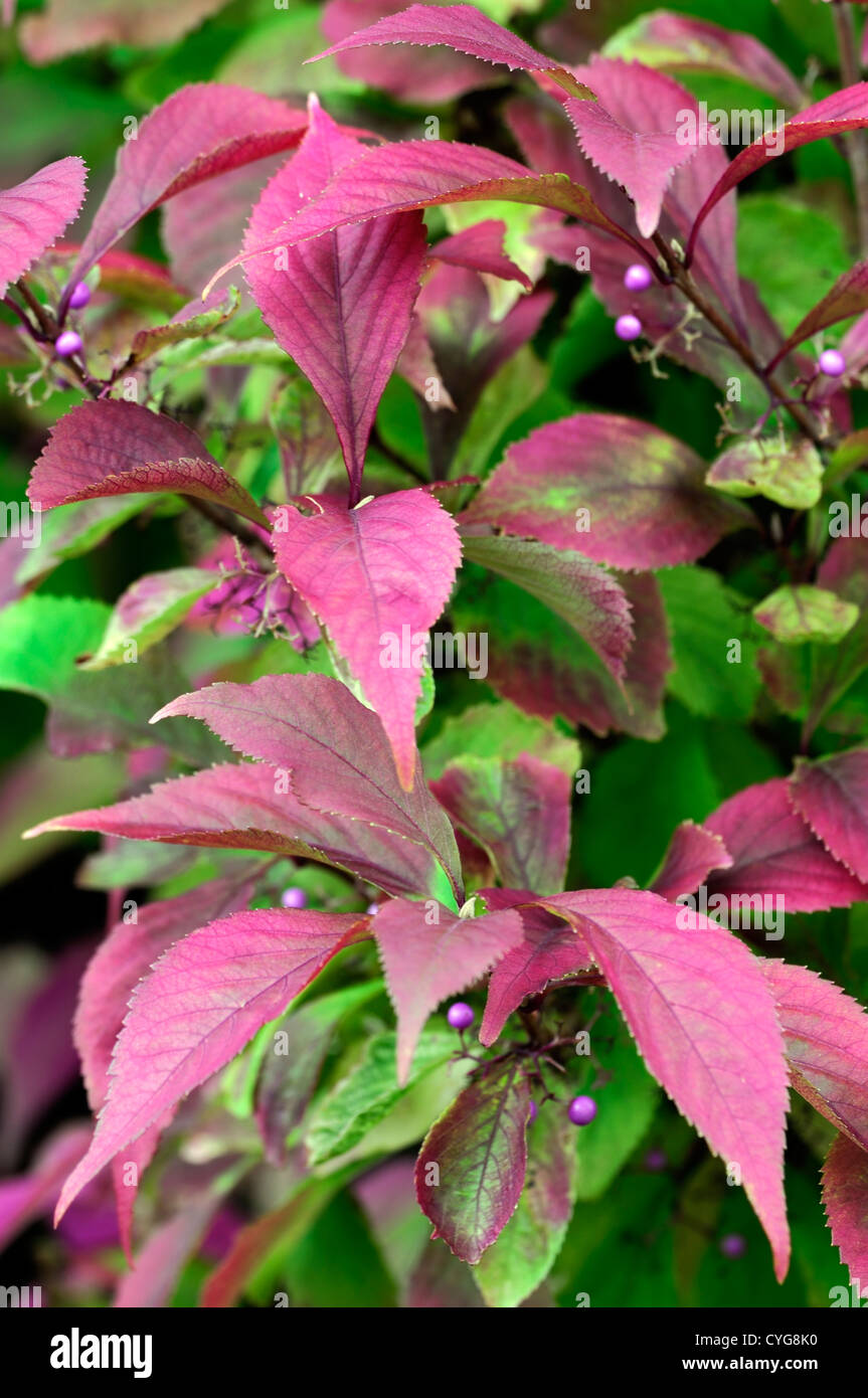Red purple fruits hi-res stock photography and images - Alamy