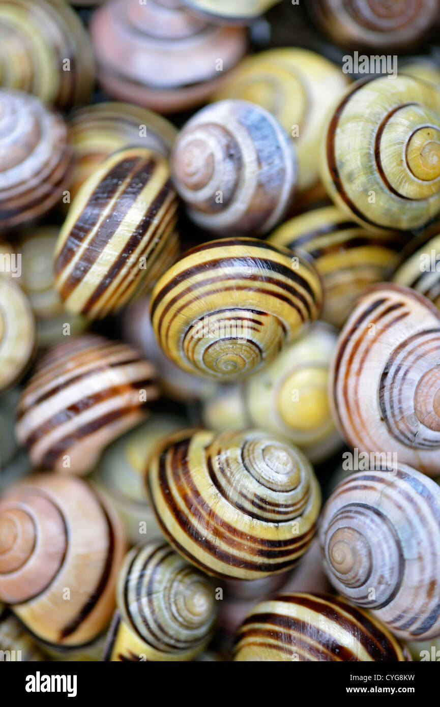 Banded snail polymorphism hi-res stock photography and images - Alamy