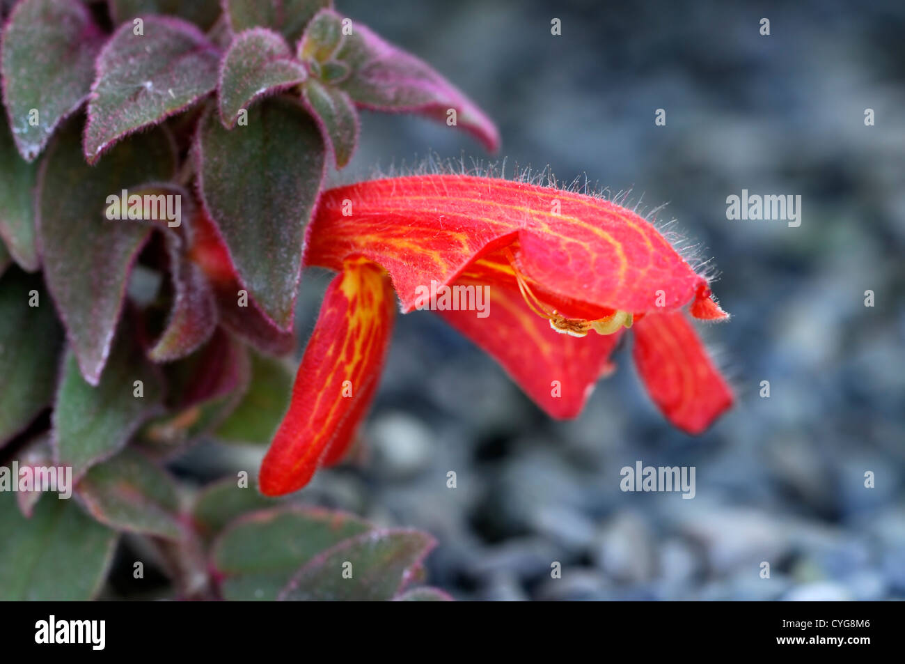 columnea magnifica red orange unusual shape shaped flower flowering ...