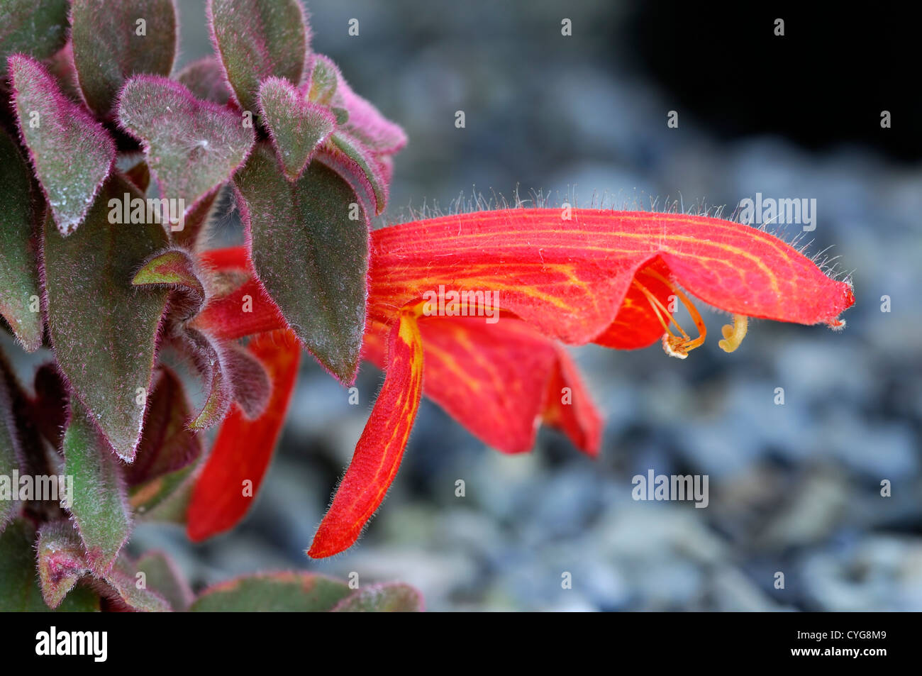 columnea magnifica red orange unusual shape shaped flower flowering ...