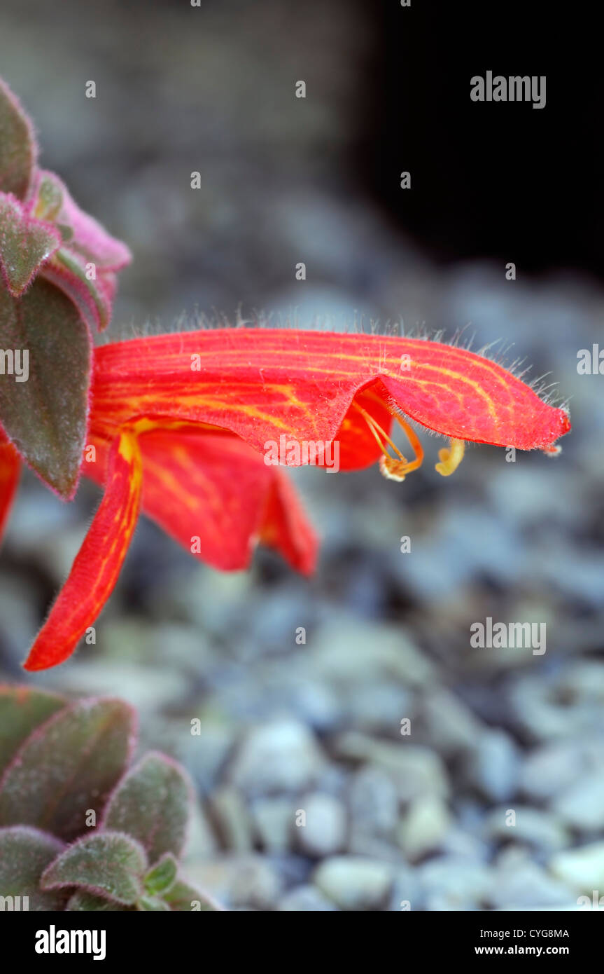 columnea magnifica red orange unusual shape shaped flower flowering ...
