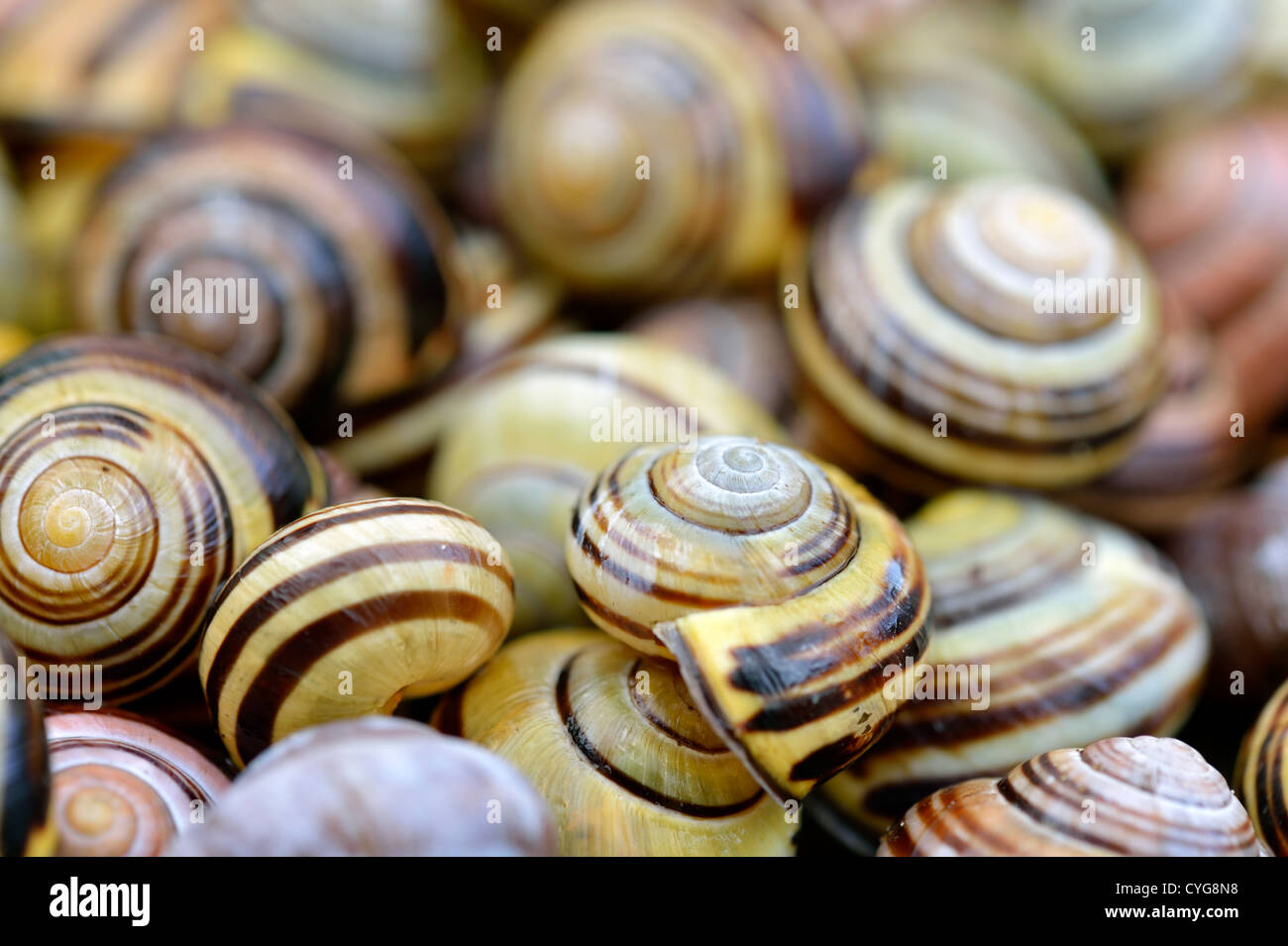 Cepaea nemoralis banded snail hi-res stock photography and images - Alamy