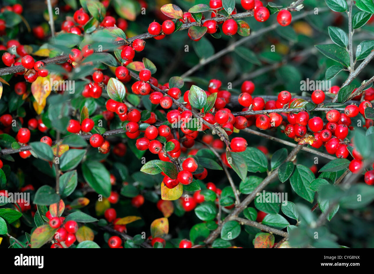 Cotoneaster franchetii hi-res stock photography and images - Alamy
