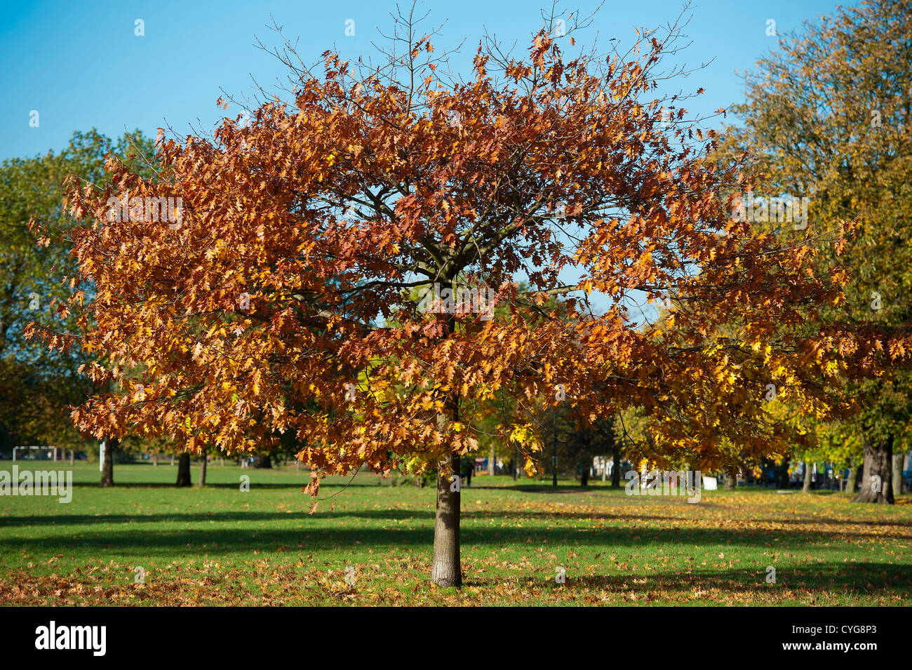 Clapham Common in the Autumn Stock Photo - Alamy