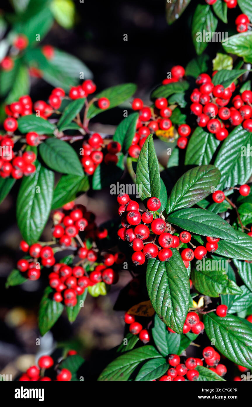cotoneaster franchetii red berry berries autumn closeup selective focus ...