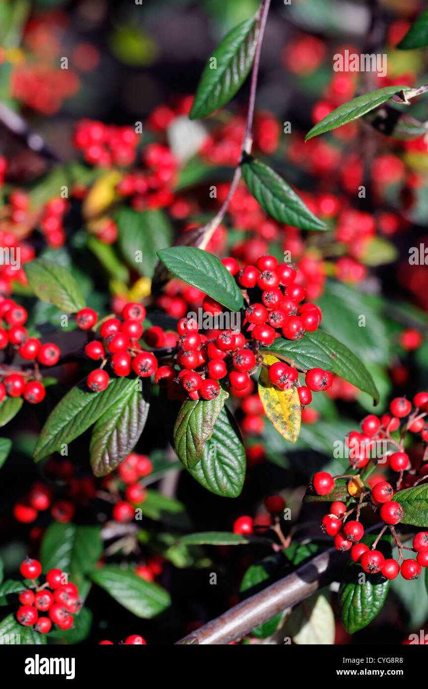 cotoneaster franchetii red berry berries autumn closeup selective focus ...