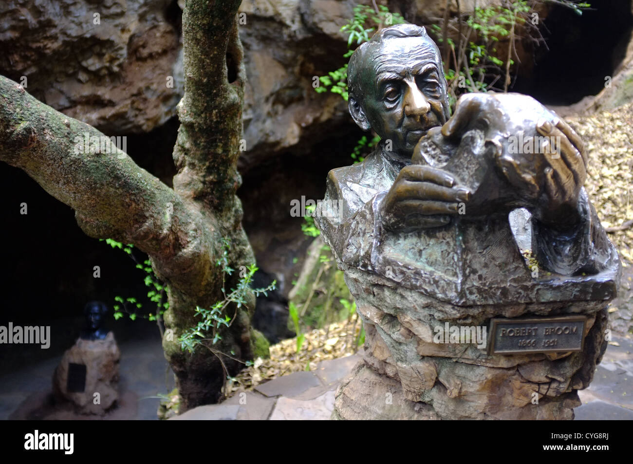 Robert broom skull hi-res stock photography and images - Alamy