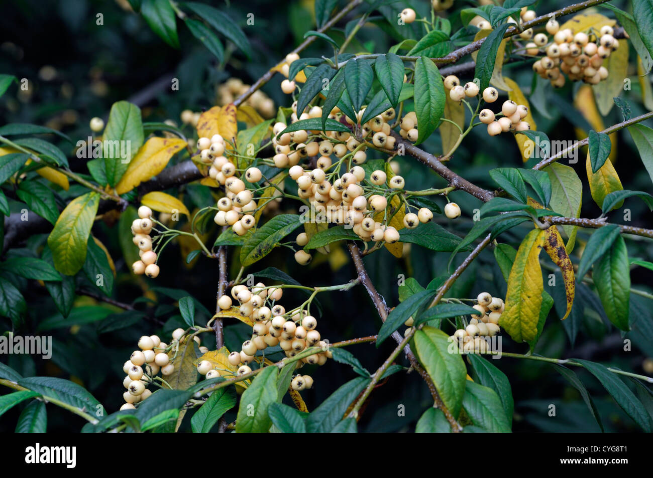 cotoneaster frigidus exburiensis pale yellow berry berries autumn ...